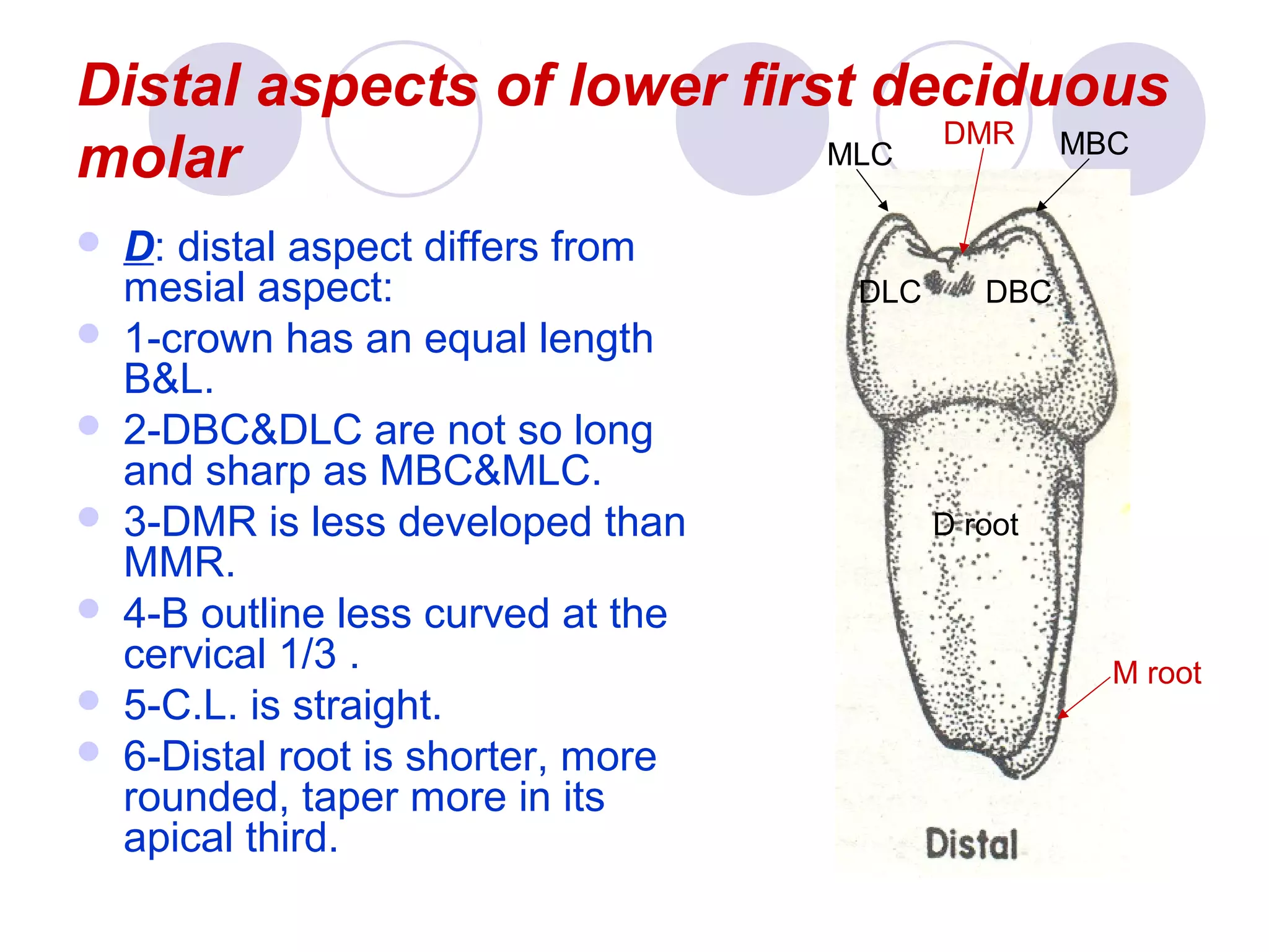 07. The Deciduous Teeth - Dentition | PPT