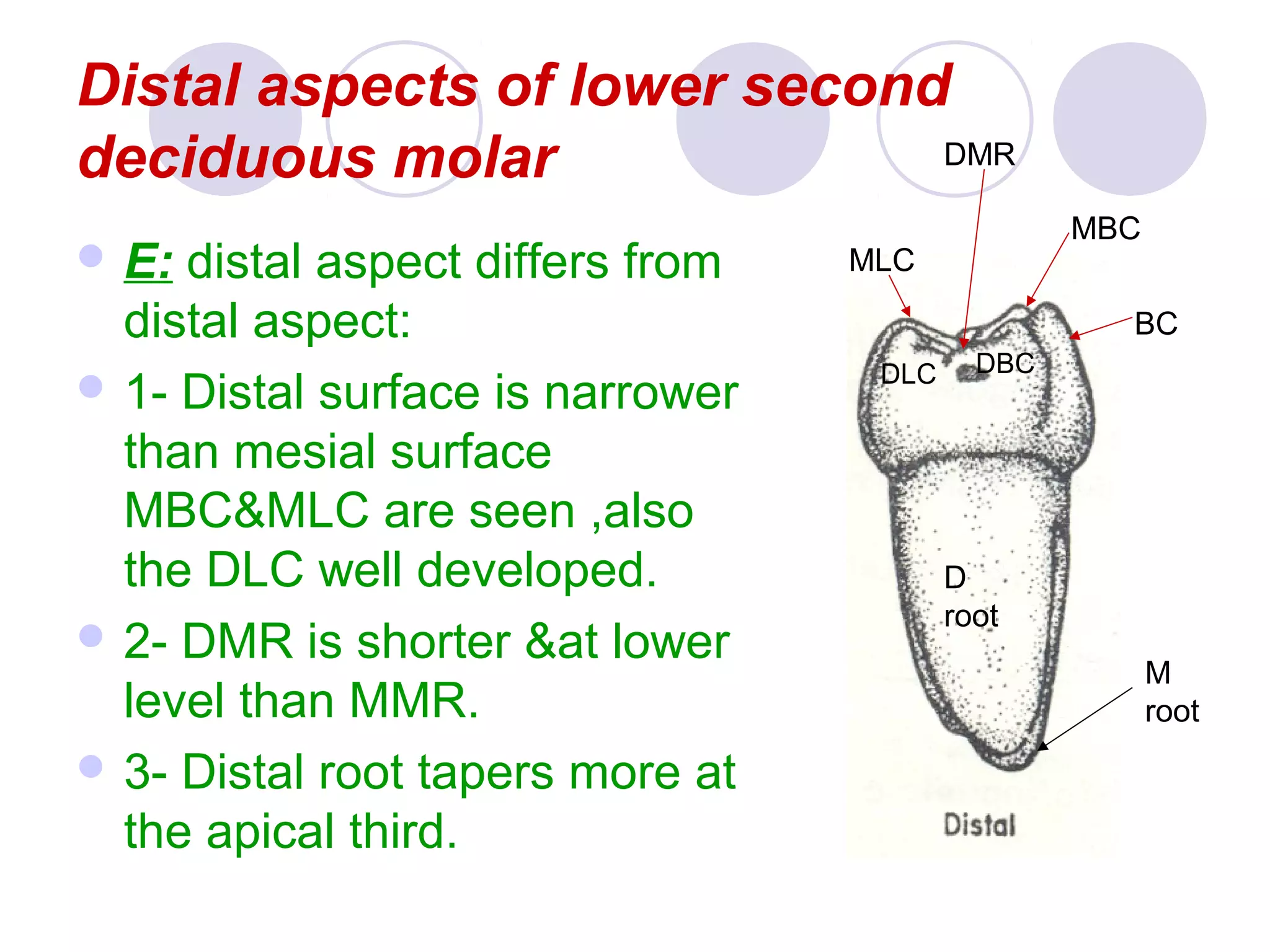 07. The Deciduous Teeth - Dentition | PPT