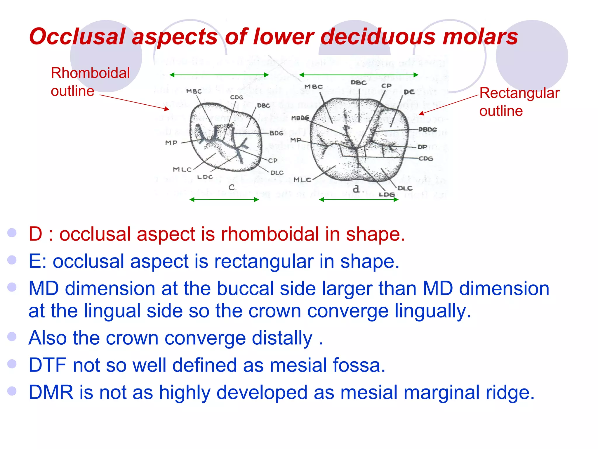 07. The Deciduous Teeth - Dentition | PPT