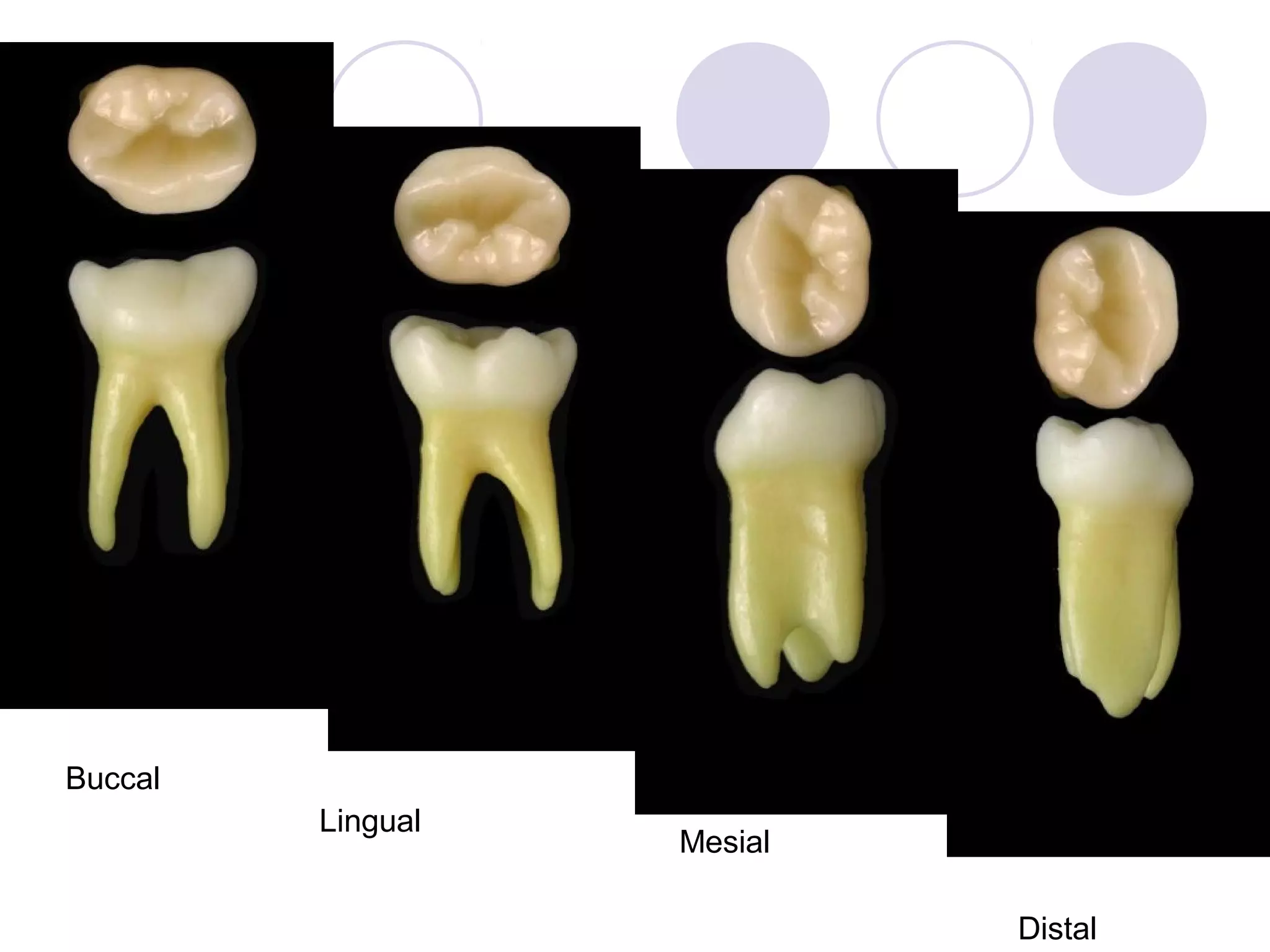 07. The Deciduous Teeth - Dentition | PPT