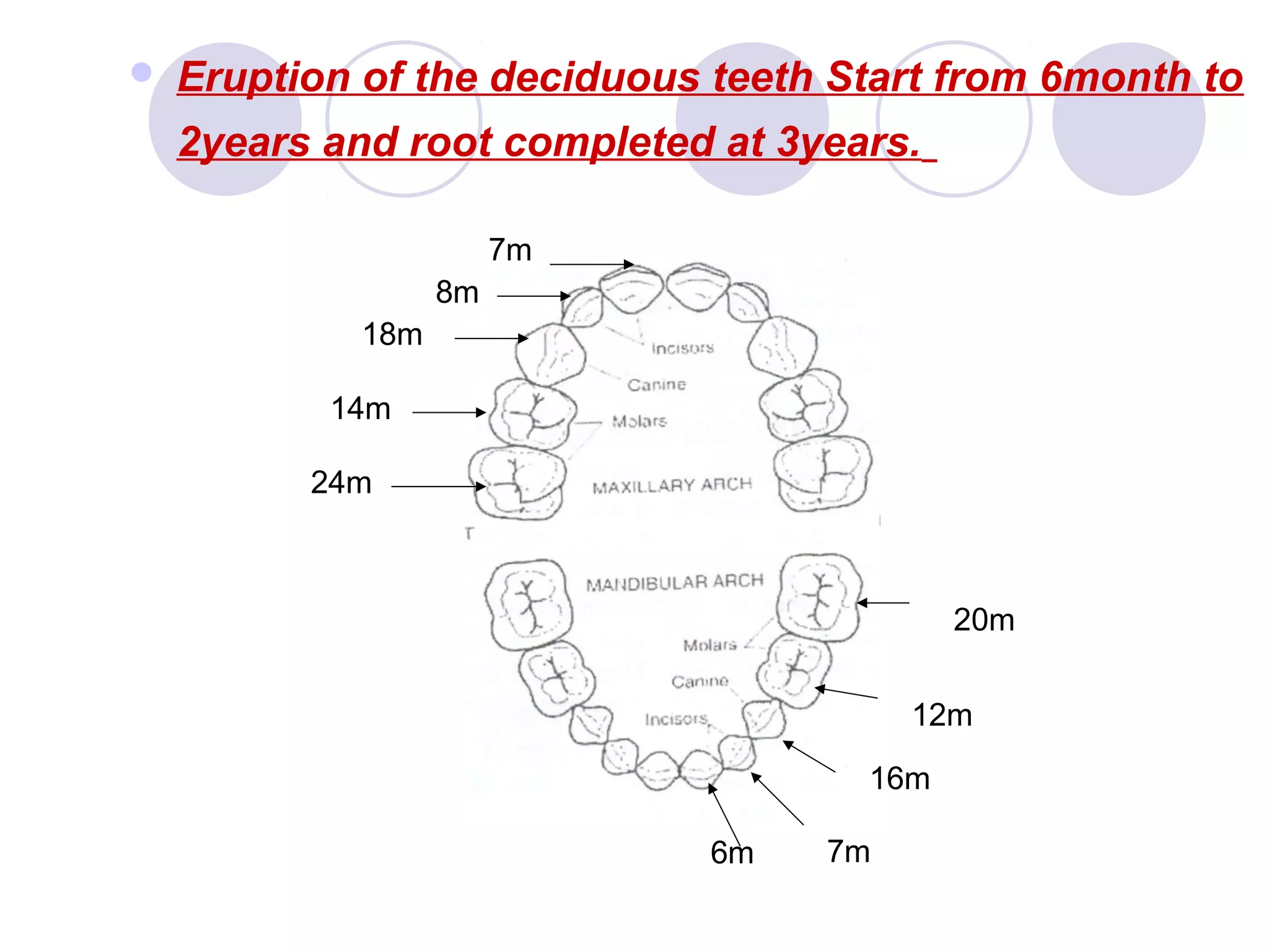 07. The Deciduous Teeth - Dentition | PPT