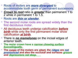 07. The Deciduous Teeth - Dentition | PPT