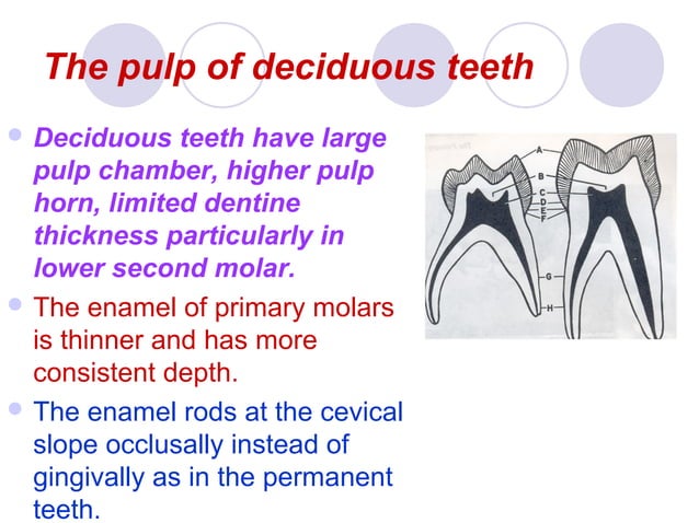 07. The Deciduous Teeth - Dentition | PPT | Dental Health | Diseases ...