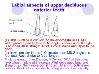 07. The Deciduous Teeth - Dentition | PPT