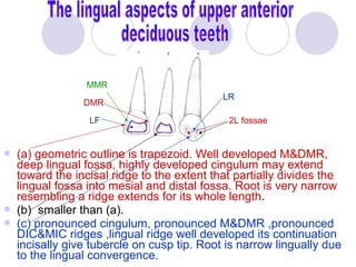 07. The Deciduous Teeth - Dentition | PPT