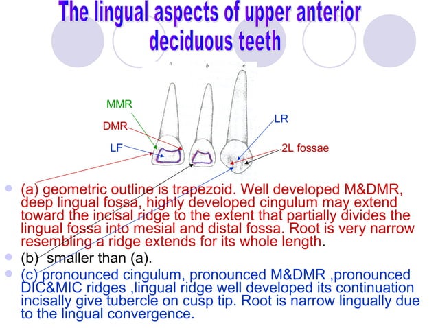 07. The Deciduous Teeth - Dentition | PPT | Dental Health | Diseases ...