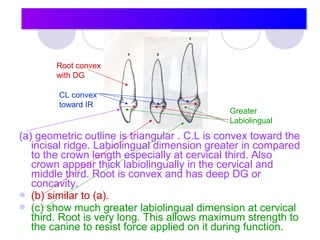 07. The Deciduous Teeth - Dentition | PPT