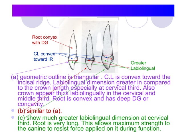 07. The Deciduous Teeth - Dentition | PPT | Dental Health | Diseases ...