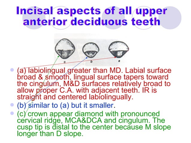 07. The Deciduous Teeth - Dentition | PPT | Dental Health | Diseases ...