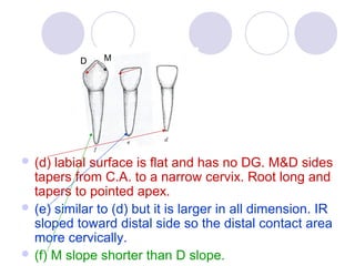 07. The Deciduous Teeth - Dentition | PPT