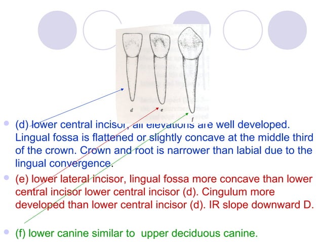 07. The Deciduous Teeth - Dentition | PPT | Dental Health | Diseases ...