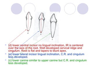 07. The Deciduous Teeth - Dentition | PPT
