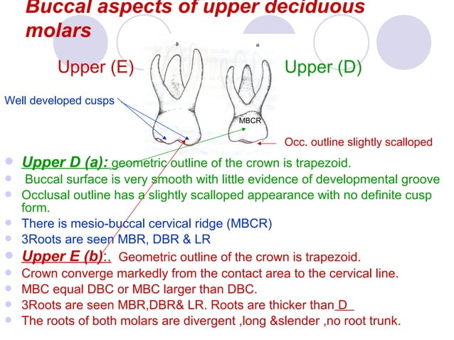 07. The Deciduous Teeth - Dentition | PPT | Dental Health | Diseases ...