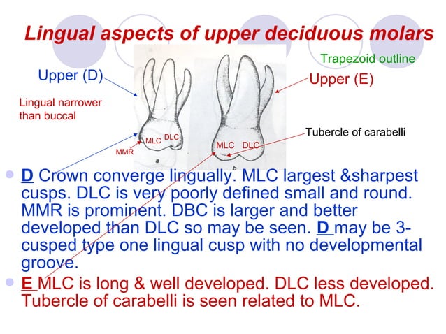 07. The Deciduous Teeth - Dentition | PPT | Dental Health | Diseases ...