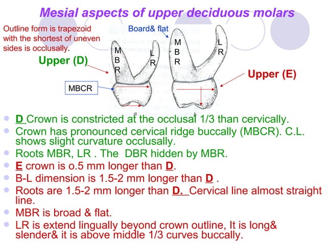 07. The Deciduous Teeth - Dentition | PPT | Dental Health | Diseases ...