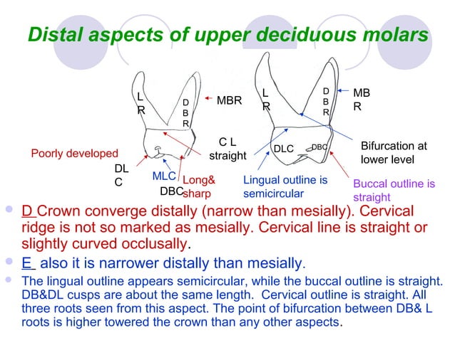 07. The Deciduous Teeth - Dentition | PPT | Dental Health | Diseases ...