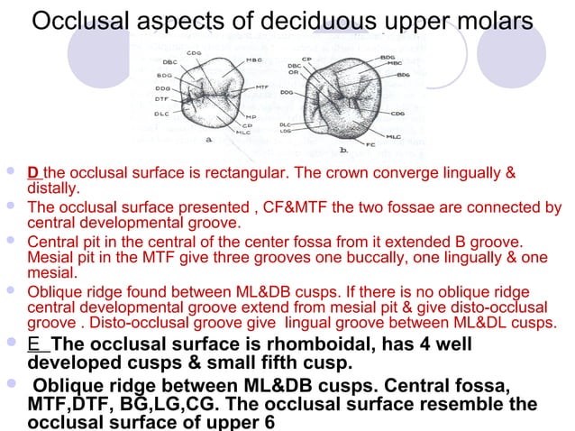 07. The Deciduous Teeth - Dentition | PPT | Dental Health | Diseases ...
