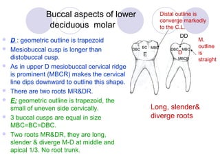 07. The Deciduous Teeth - Dentition | PPT