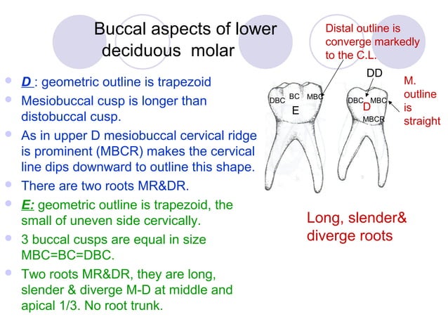 07. The Deciduous Teeth - Dentition | PPT | Dental Health | Diseases ...