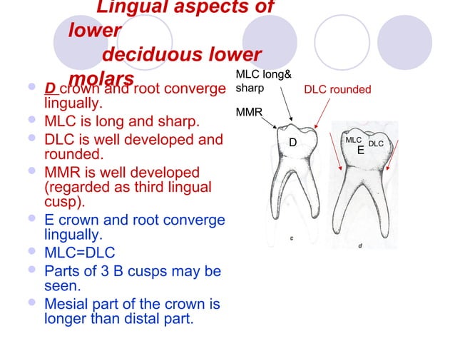 07. The Deciduous Teeth - Dentition | PPT | Dental Health | Diseases ...