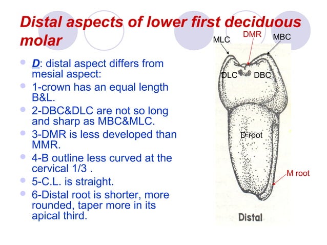 07. The Deciduous Teeth - Dentition | PPT | Dental Health | Diseases ...