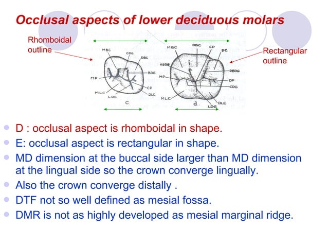 07. The Deciduous Teeth - Dentition | PPT | Dental Health | Diseases ...