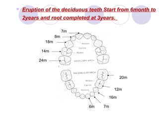 07. The Deciduous Teeth - Dentition | PPT