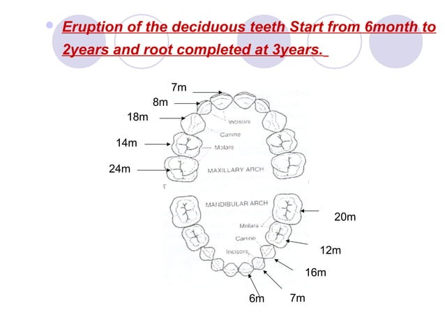 07. The Deciduous Teeth - Dentition | PPT | Dental Health | Diseases ...