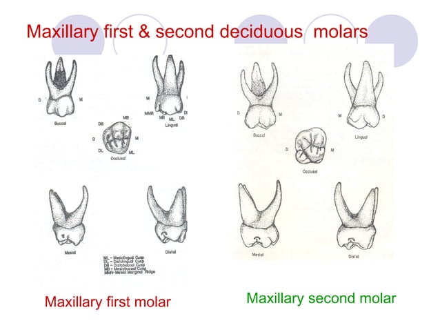 07. The Deciduous Teeth - Dentition