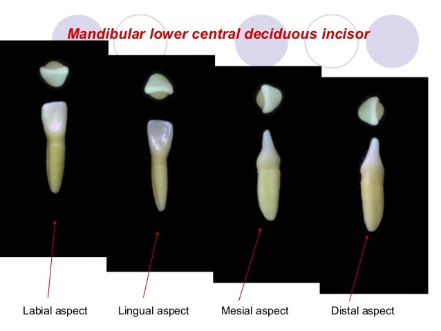 07. The Deciduous Teeth - Dentition