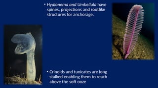 THE DEEP SEA -Life and mysteries in Earth's deepest oceans..pptx