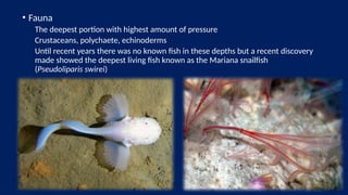 THE DEEP SEA -Life and mysteries in Earth's deepest oceans..pptx