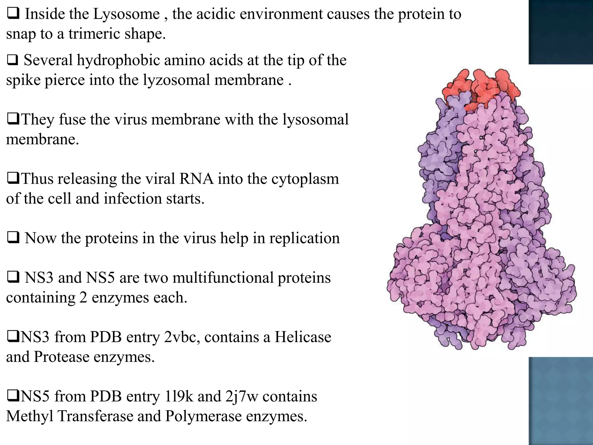 The dengue virus structure | PPTX