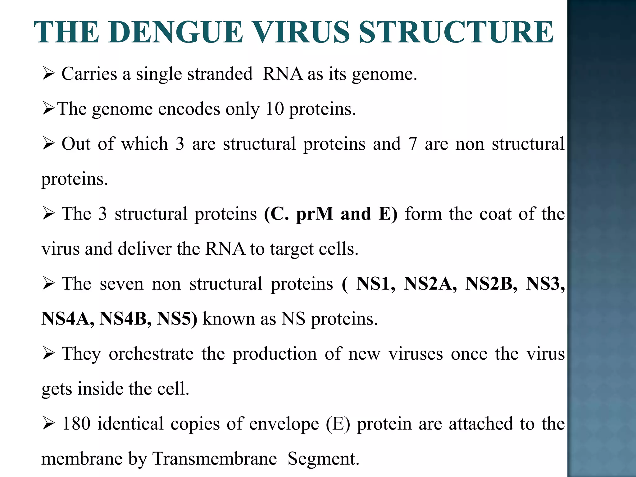 The dengue virus structure | PPTX