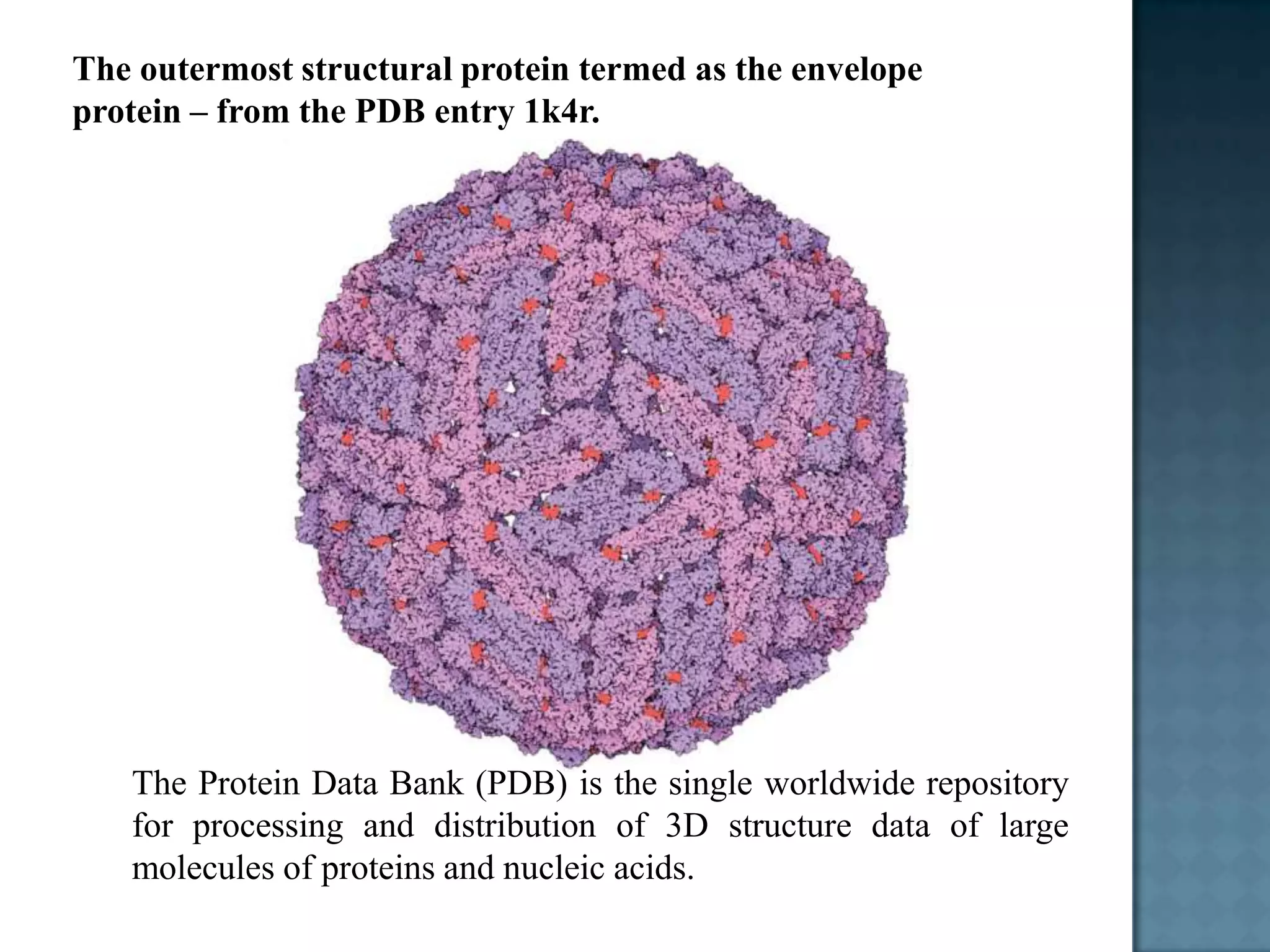 The dengue virus structure | PPTX