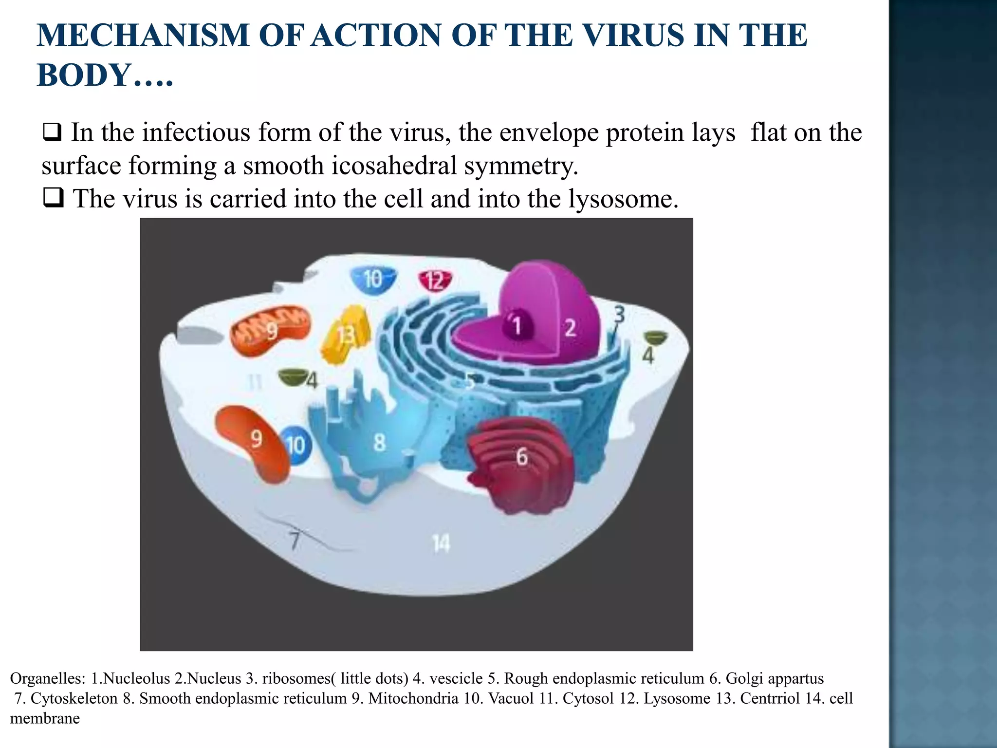 The dengue virus structure | PPTX