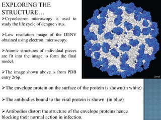 The dengue virus structure | PPTX