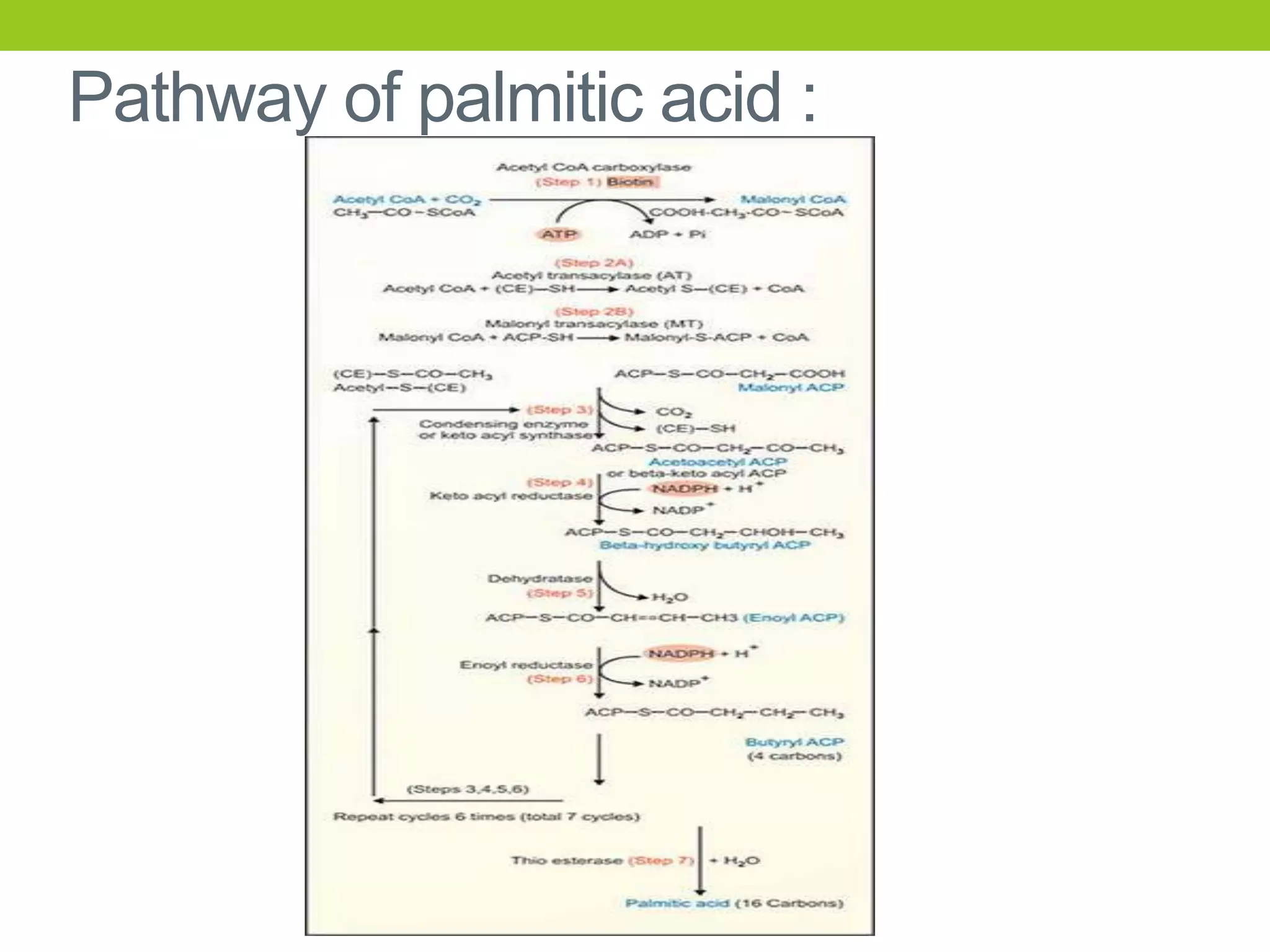 The de novo synthesis of fatty acid | PPTX