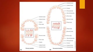 The dentition,eruption sequence,functions ,line point angles,oral ...