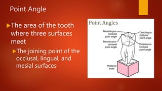 The dentition,eruption sequence,functions ,line point angles,oral ...