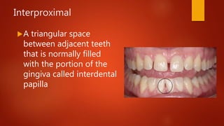 The dentition,eruption sequence,functions ,line point angles,oral ...