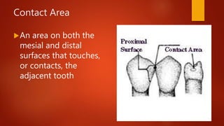 The dentition,eruption sequence,functions ,line point angles,oral ...