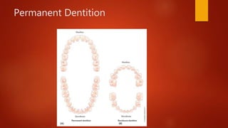 The dentition,eruption sequence,functions ,line point angles,oral ...