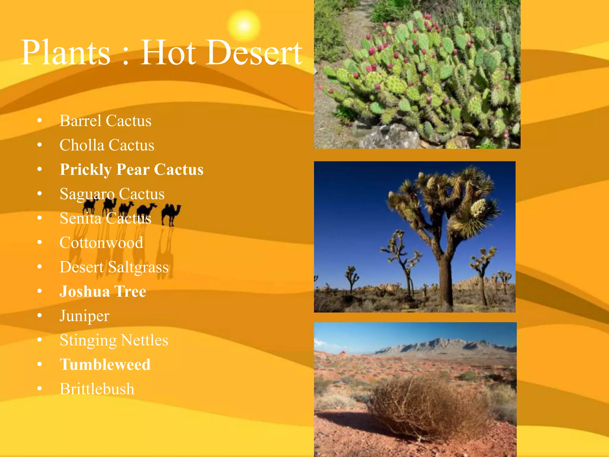 The Desert Biome | PPTX | Reptiles | Pets