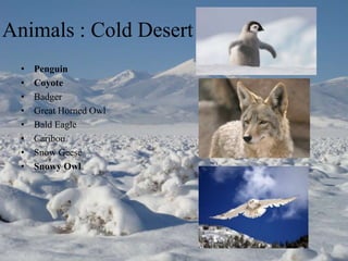 Cold Desert Organisms