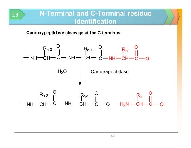 The determination of amino acid sequences presentation autumne 2015
