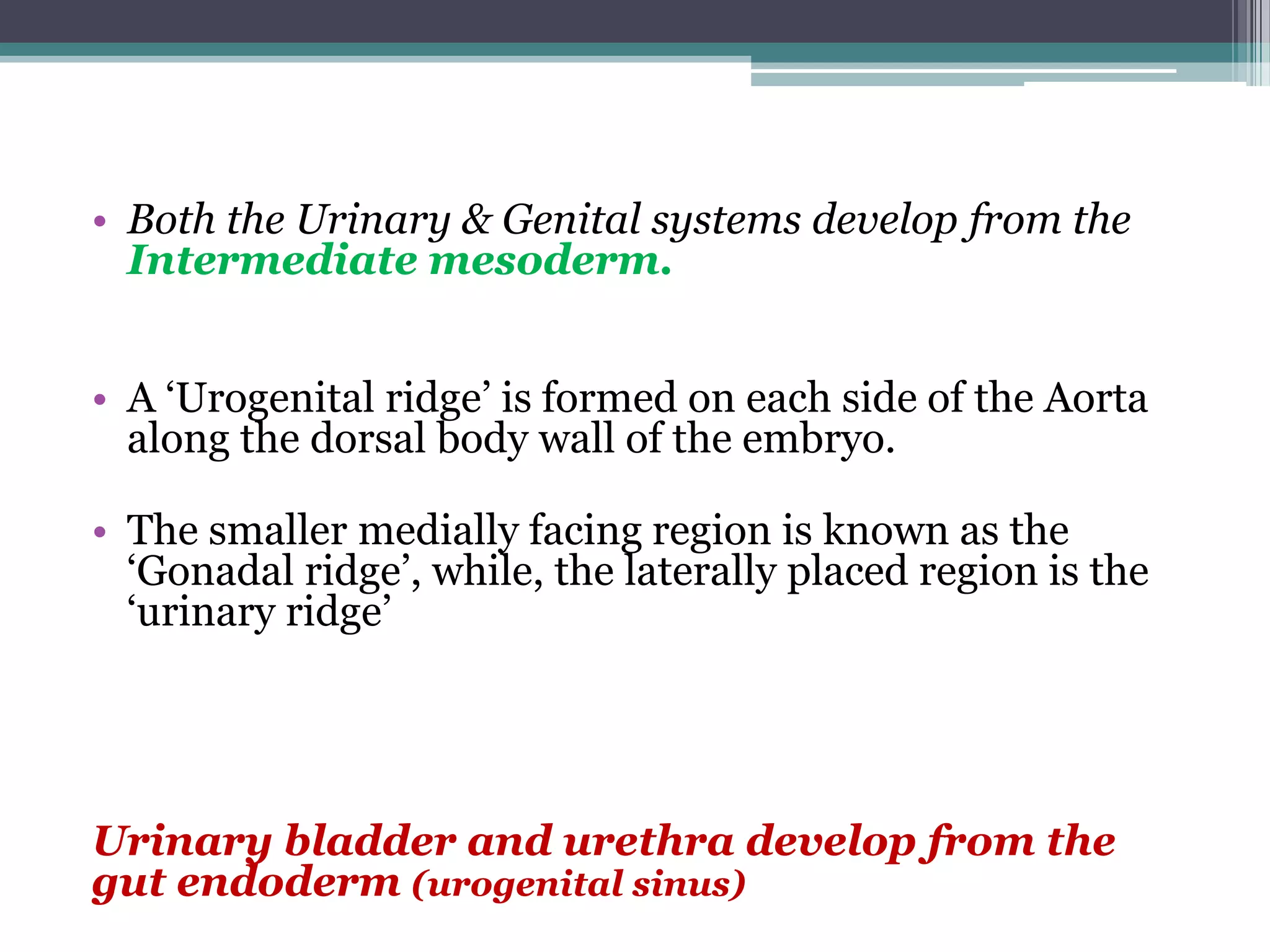 The developmental anatomy of reproductive system | PDF