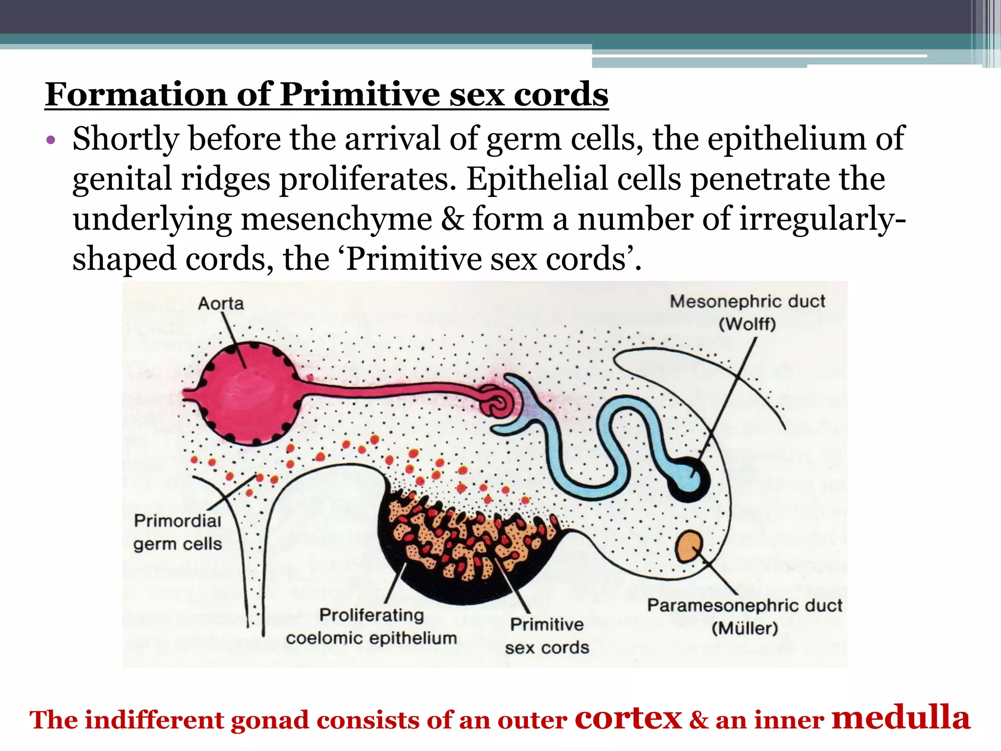The developmental anatomy of reproductive system | PDF