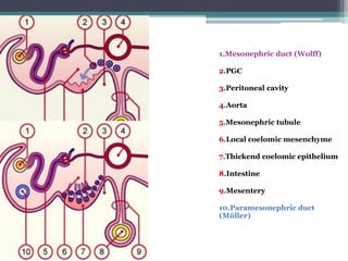 The developmental anatomy of reproductive system | PDF
