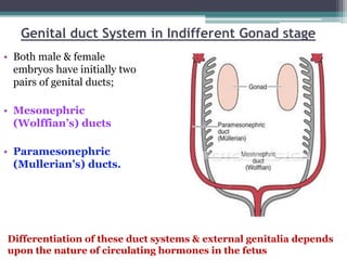 The developmental anatomy of reproductive system | PDF